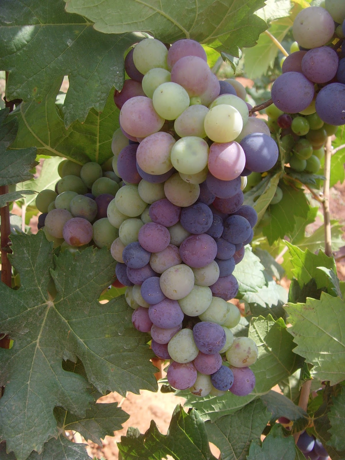 MPANGO WA GO FARMING KUBADILISHA MAISHA YA WAKULIMA WA ZABIBU NCHINI ...