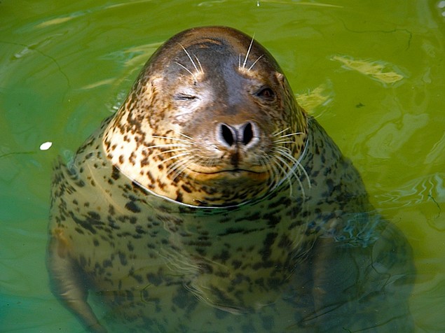 Our Beautiful World: Animal Expressions