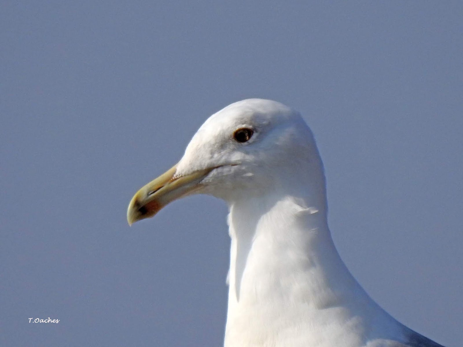 PASARI DIN ROMANIA: PESCARUS PONTIC, Larus cachinnans