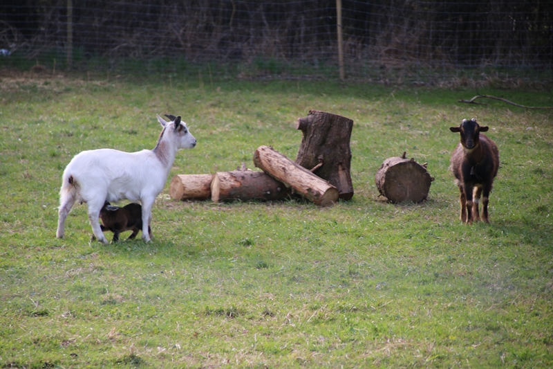 Wolkenfees Küchenwerkstatt: April 2017