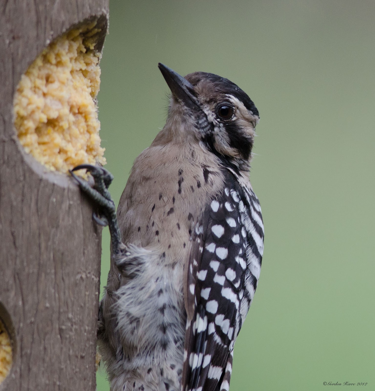 Gordon's Birding Adventures: Ash Canyon B & B---Hummingbirds & Woodpeckers
