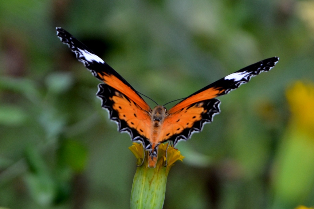 My little vegetable garden: Butterfly so beautiful, "lacewing"