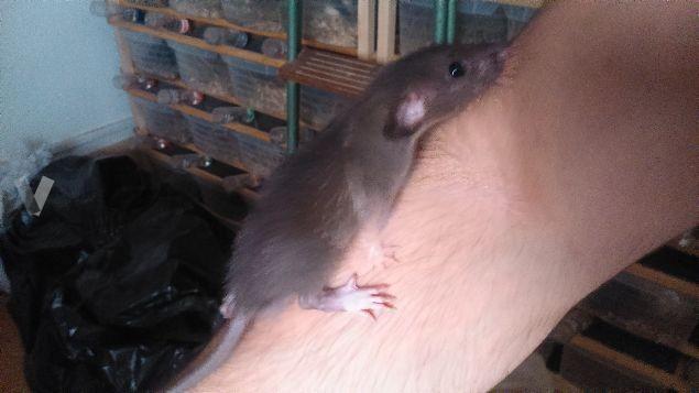 Los peques de Ado: Rata de laboratorio o domestica (Rattus norvegicus)