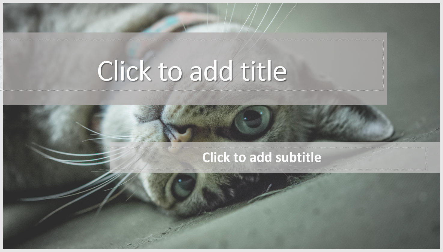 BEAUTY CAT PowerPoint Templates