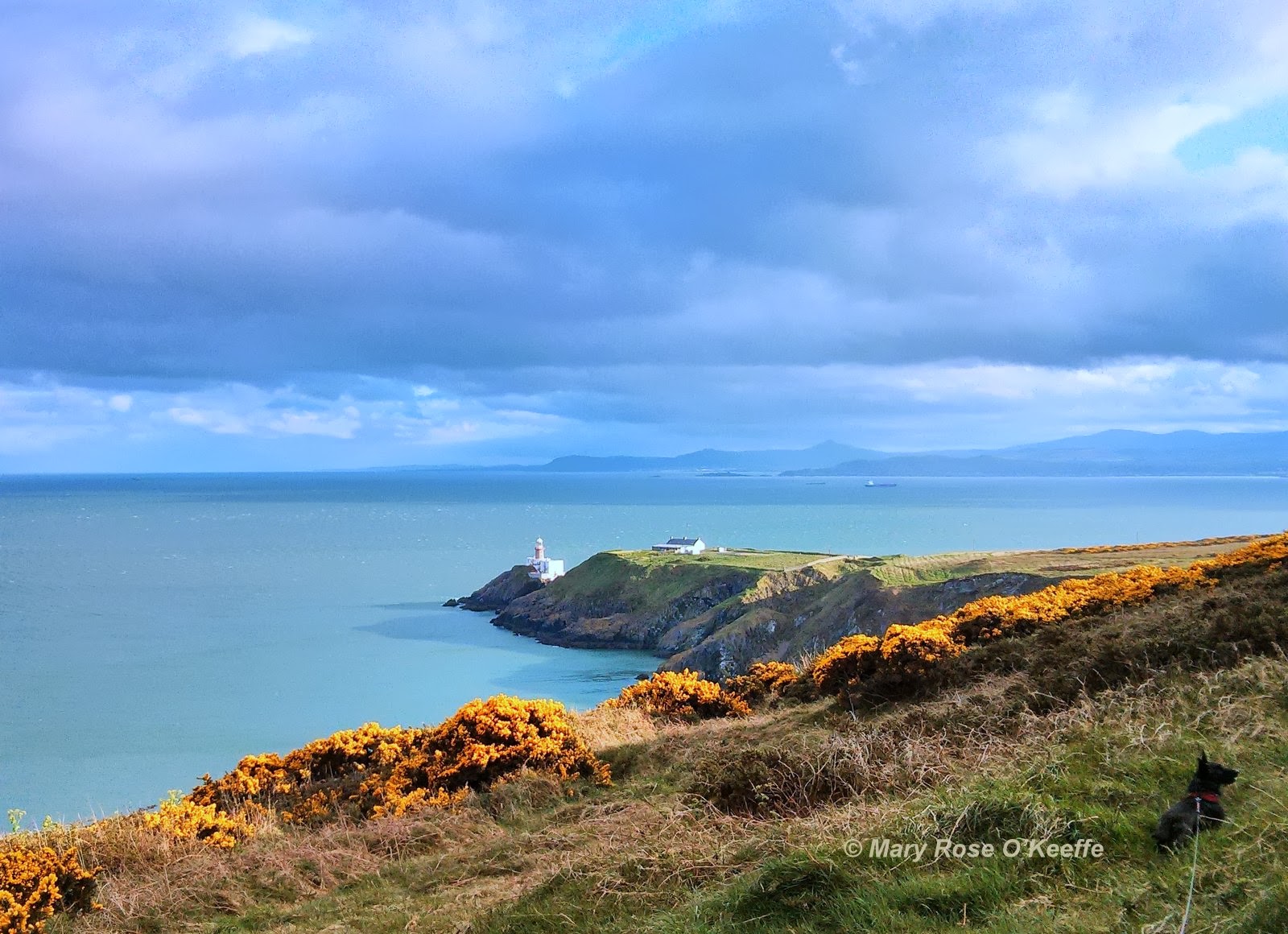 Raw Birds: THE BAILEY, Howth Peninsula, Howth, Co.Dublin, Ireland