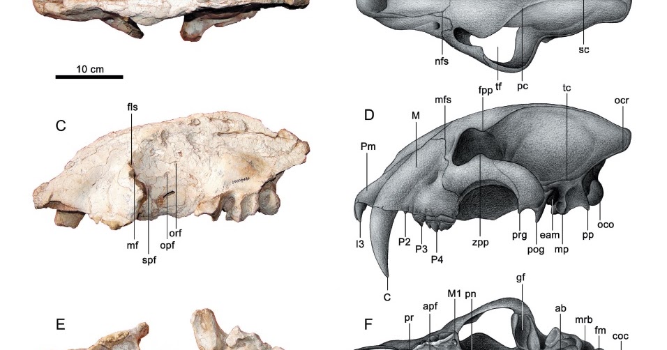 Sciency Thoughts: Machairodus horribilis: A new, excepionally large ...