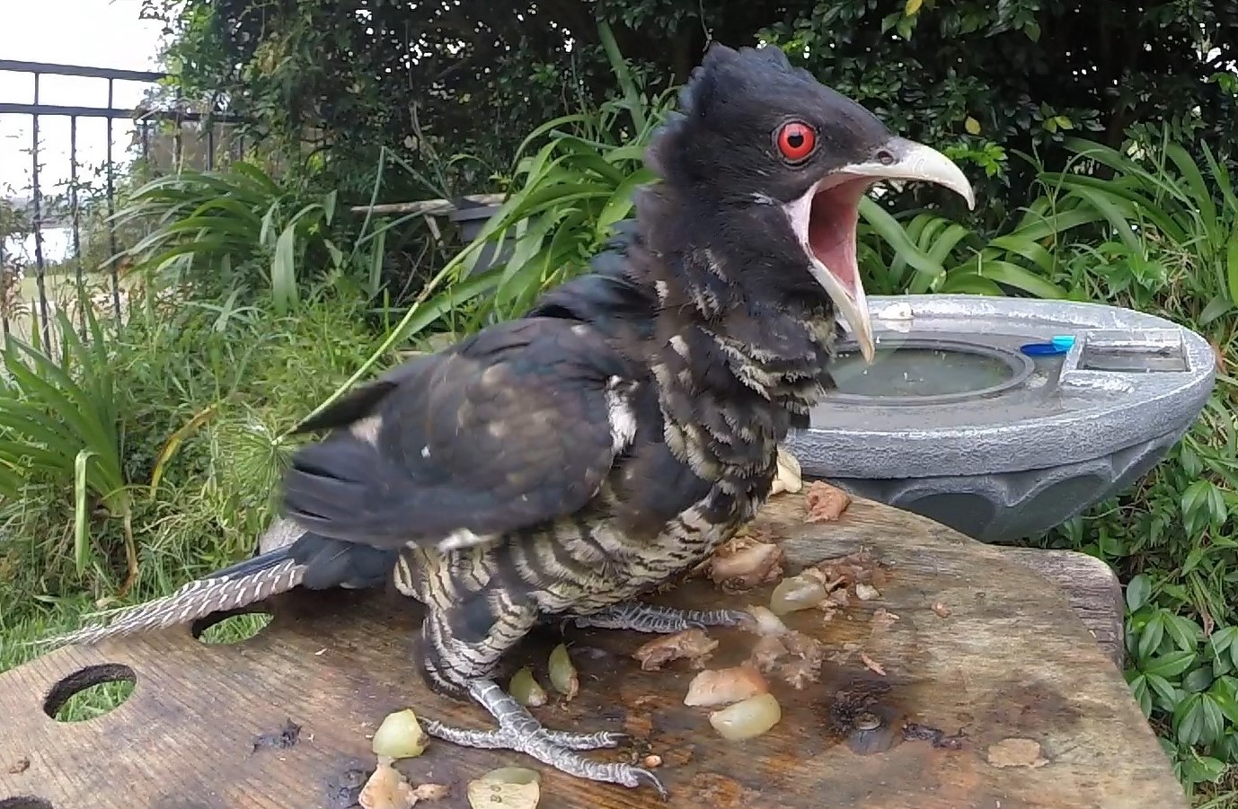 My Burra Family: The Storm Birds are back