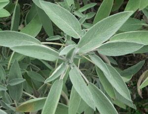 Flor D'Açafrão: Salva: A erva da longevidade...