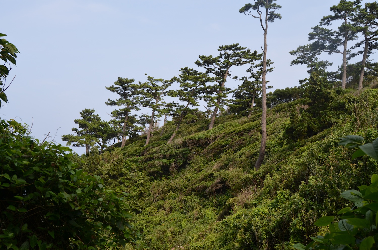 Noel's Garden Blog: Sado-naturalism? A hard look at the Japanese garden ...