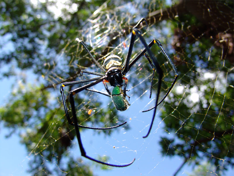 Info-Junction Blog: Spider