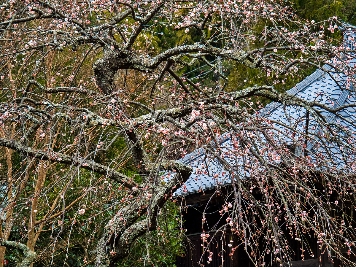 FROM THE GARDEN OF ZEN: Red ume blossoms: Kaizo-ji