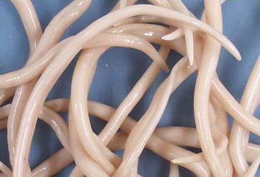 Tipos de vermes conheçam alguns deles – GosteiSalvei