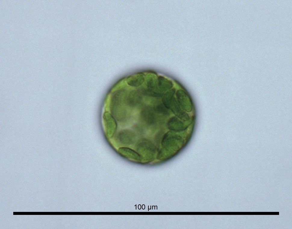 Plant ProChip: Introducing Protoplasts Part I - The Tortoise and the Hare
