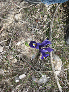 Simple Blue: Spring Bulbs