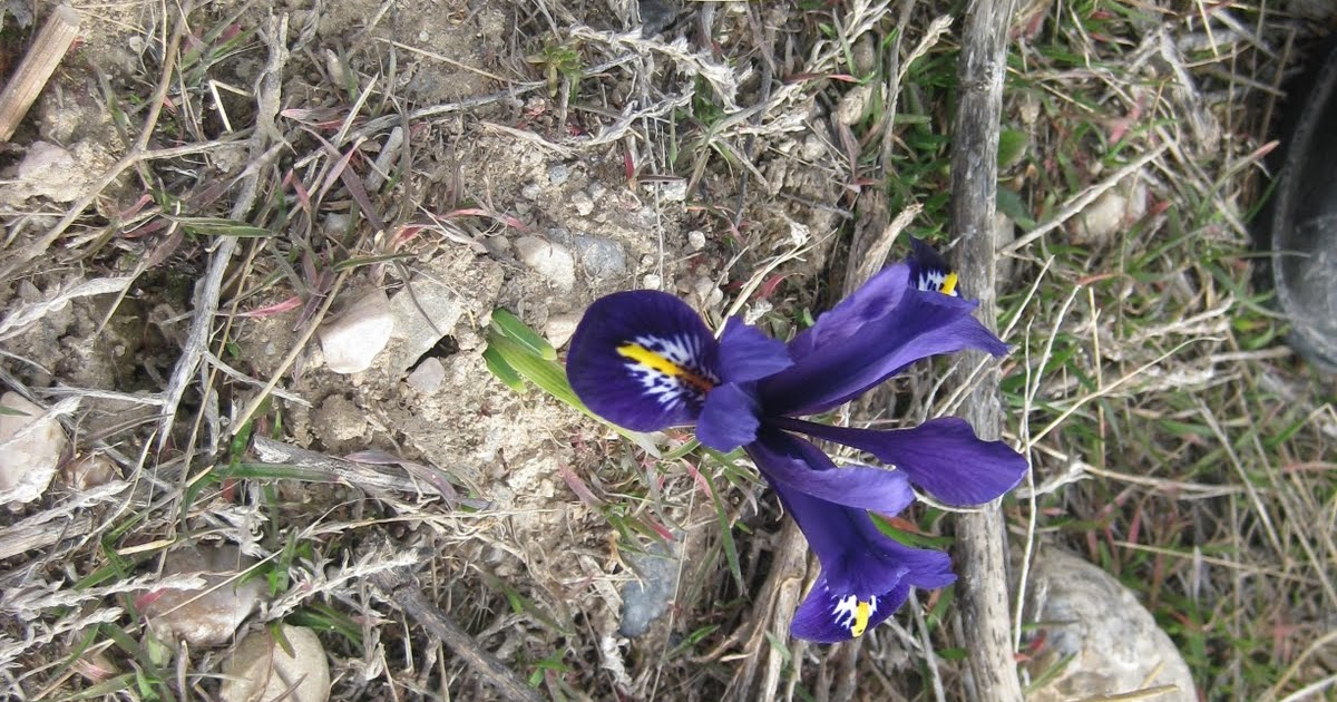Simple Blue: Spring Bulbs