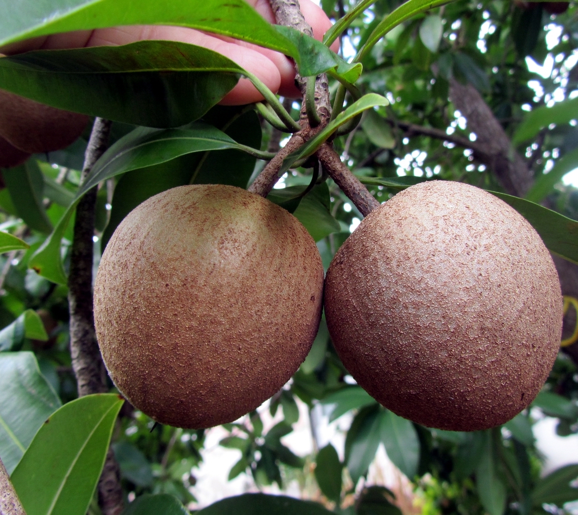 Hiking Curaçao - Flora and Fauna: Mispelboom - Medlar Tree