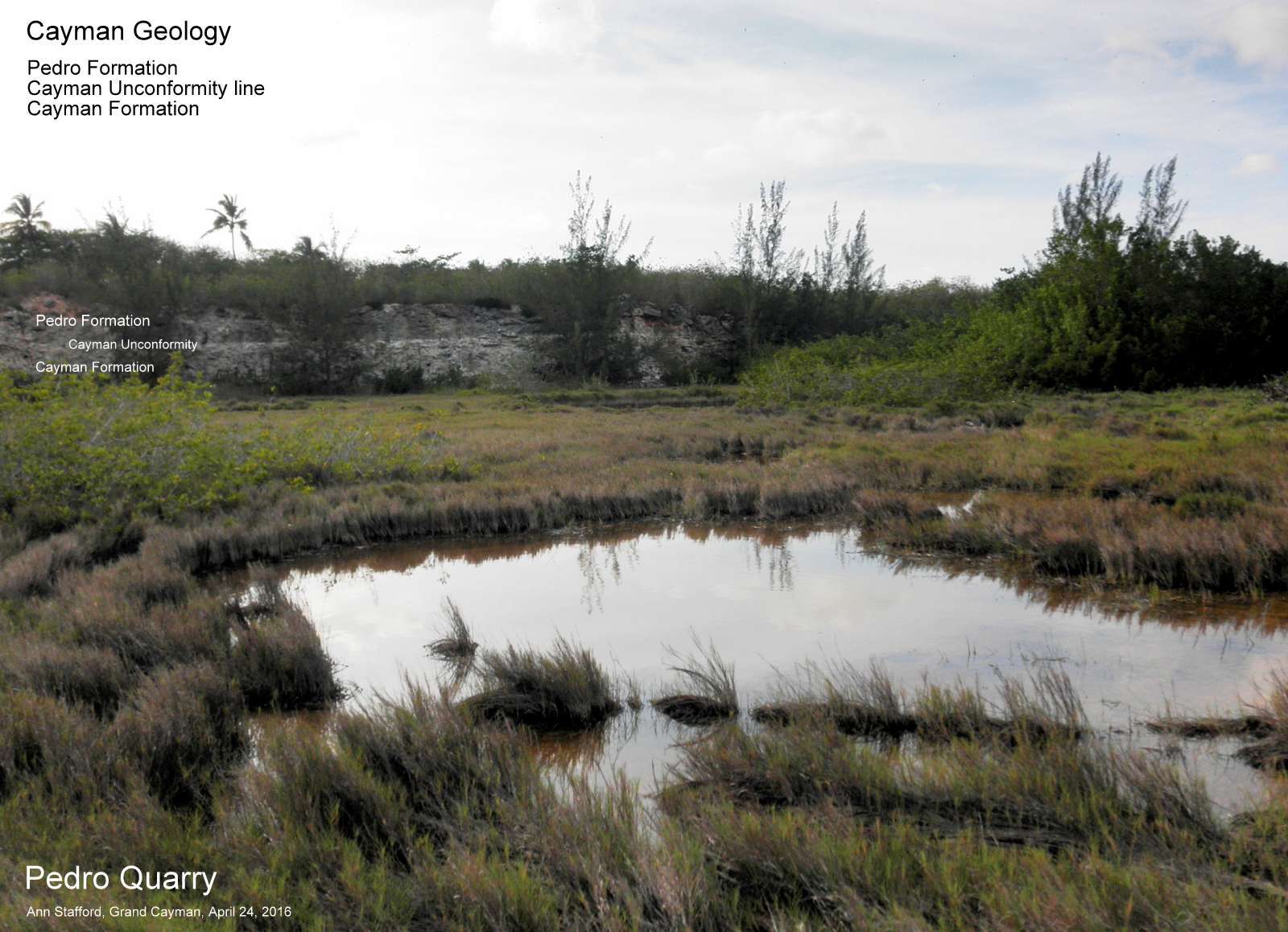 CaymANNature: Cayman Rocks – Caymanite and Phytokarst