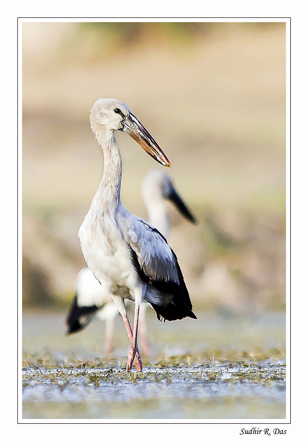 Floating Hide Photography