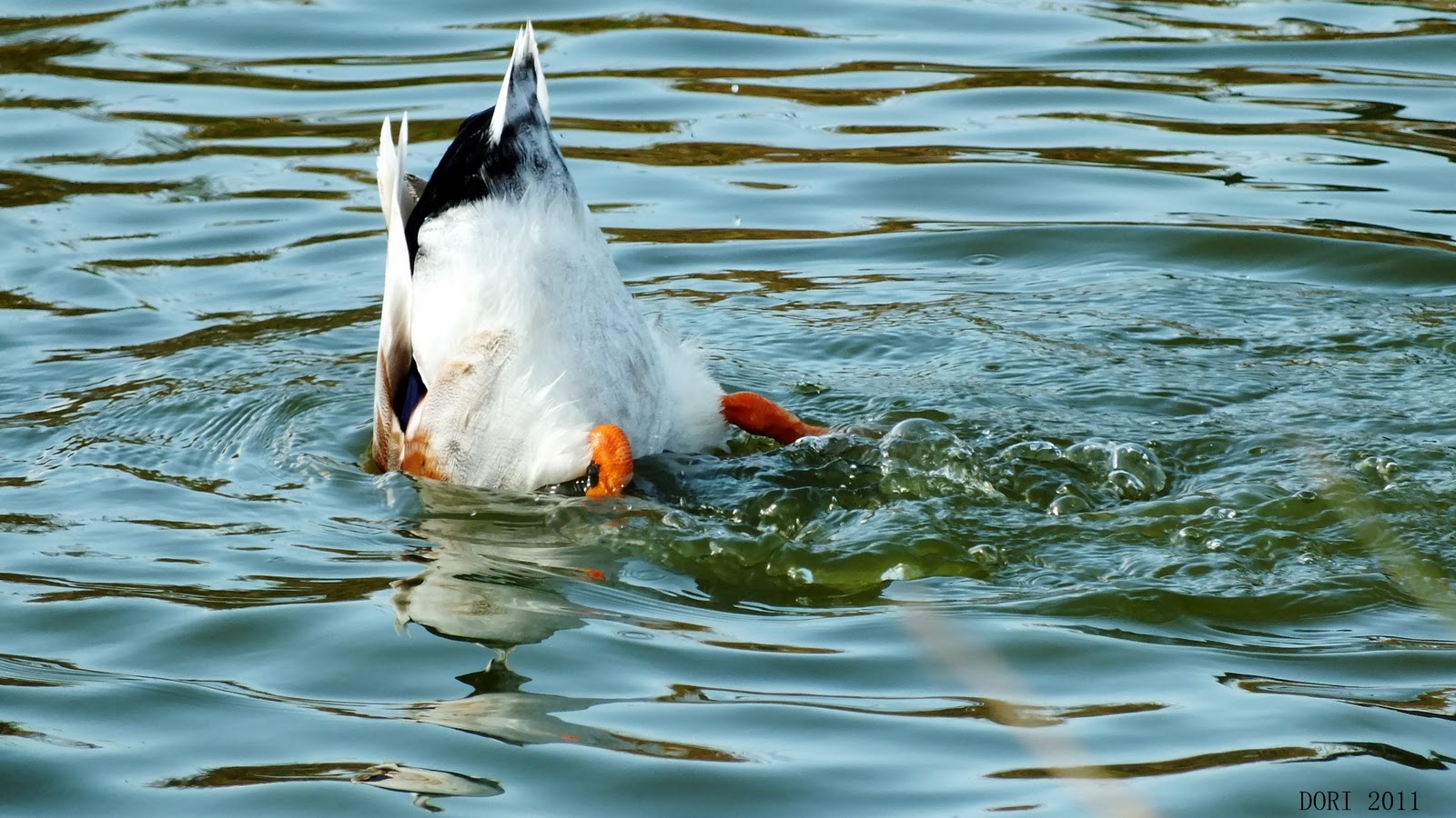 Pasea Menorca: Vida animal en Son Bou