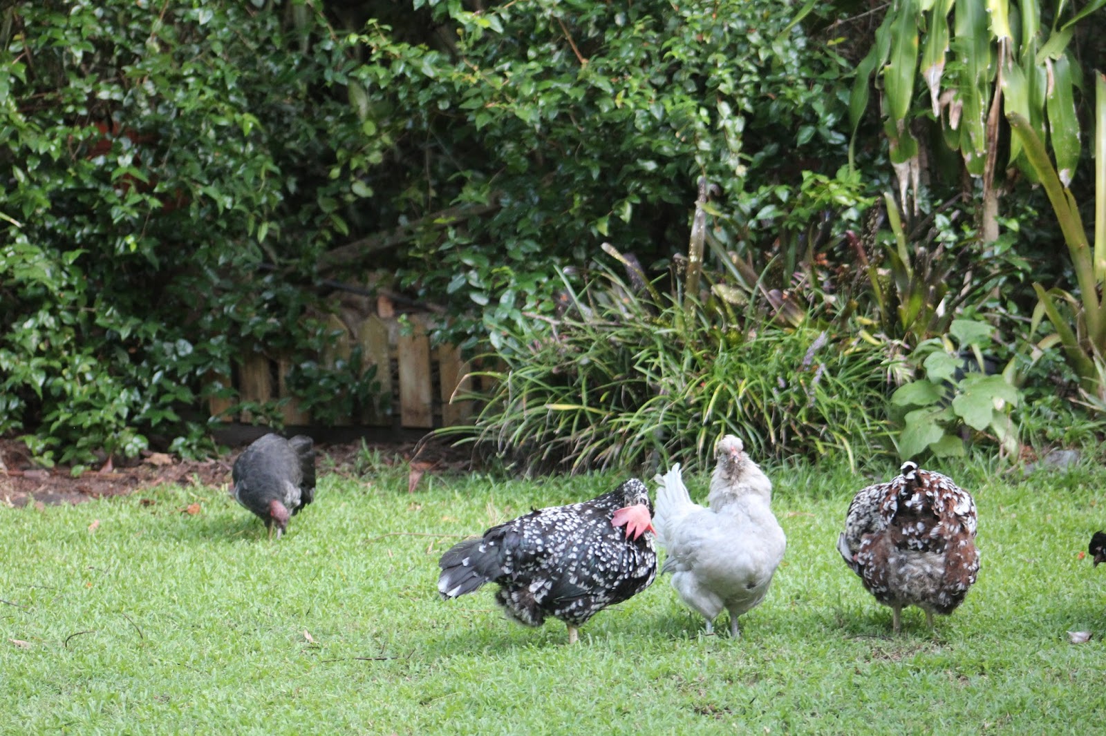 Native bush turkeys and domestic chickens - our experience!
