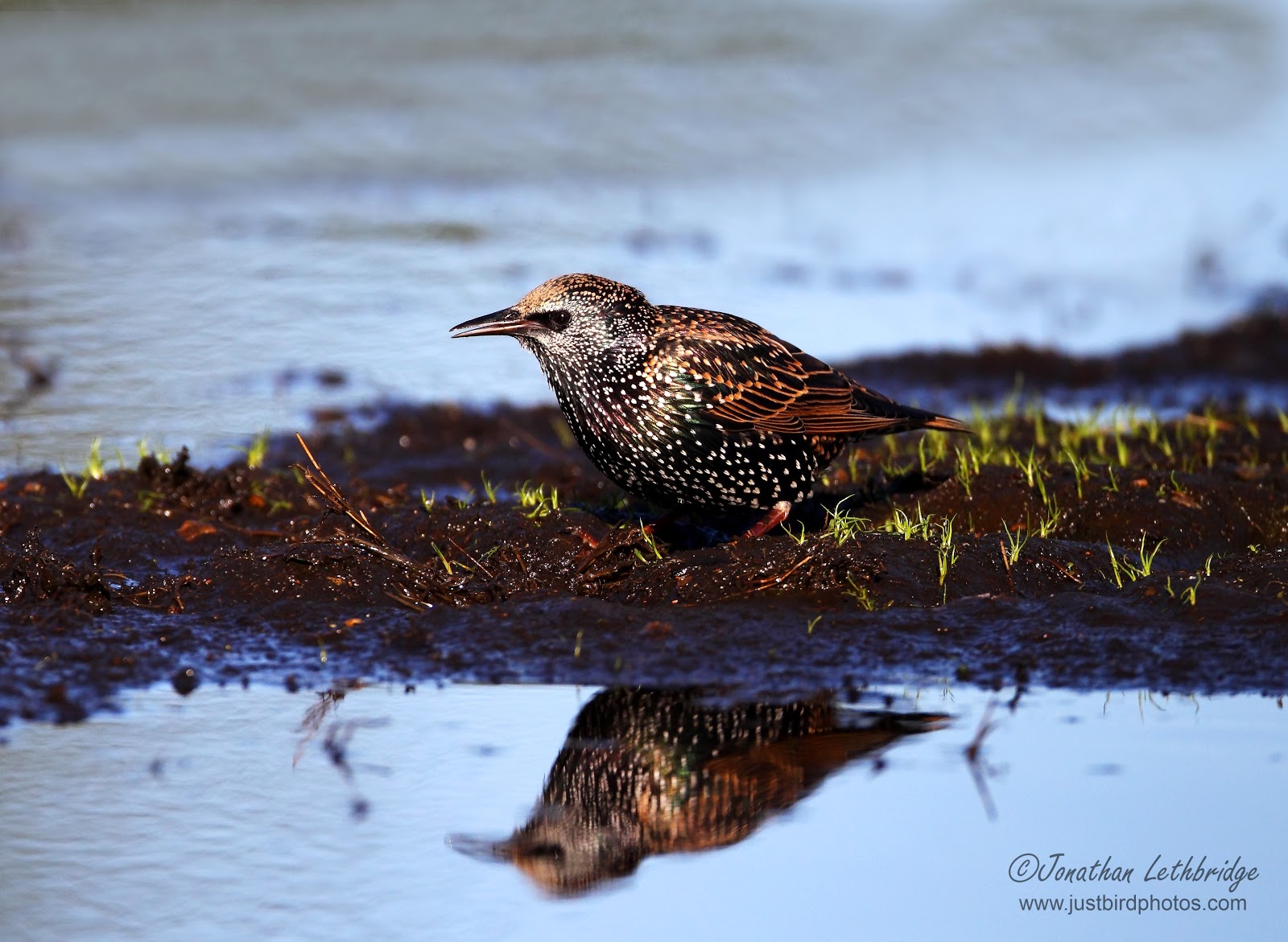 Wanstead Birder: October 2012