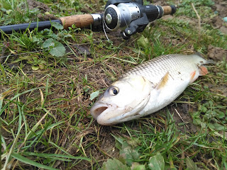 RIBOLOV NA MOJ NAČIN: Meso za bezubog predatora – plovkarenje klena u ...