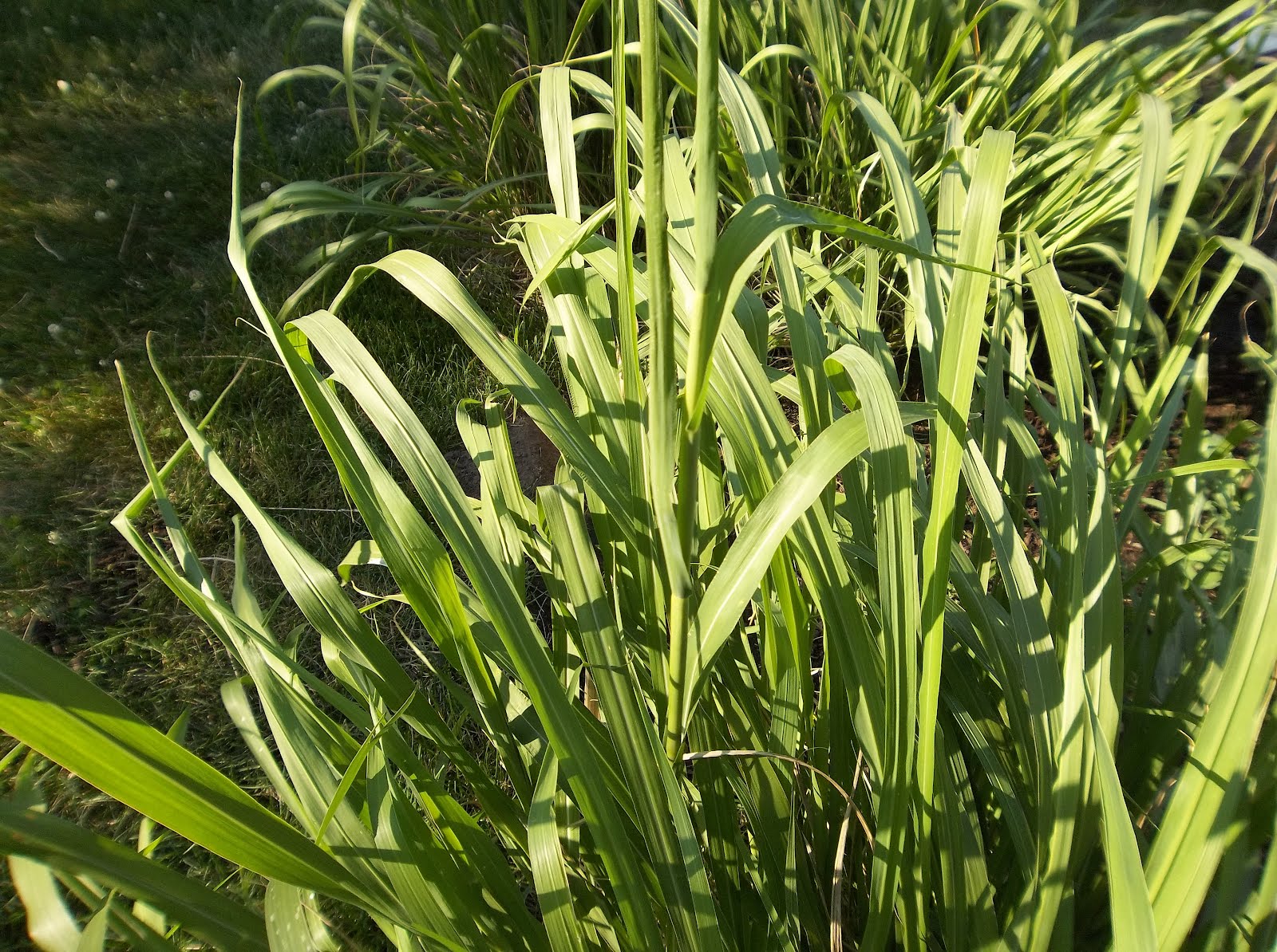 The Perennial Agriculturalist: eastern gamagrass II