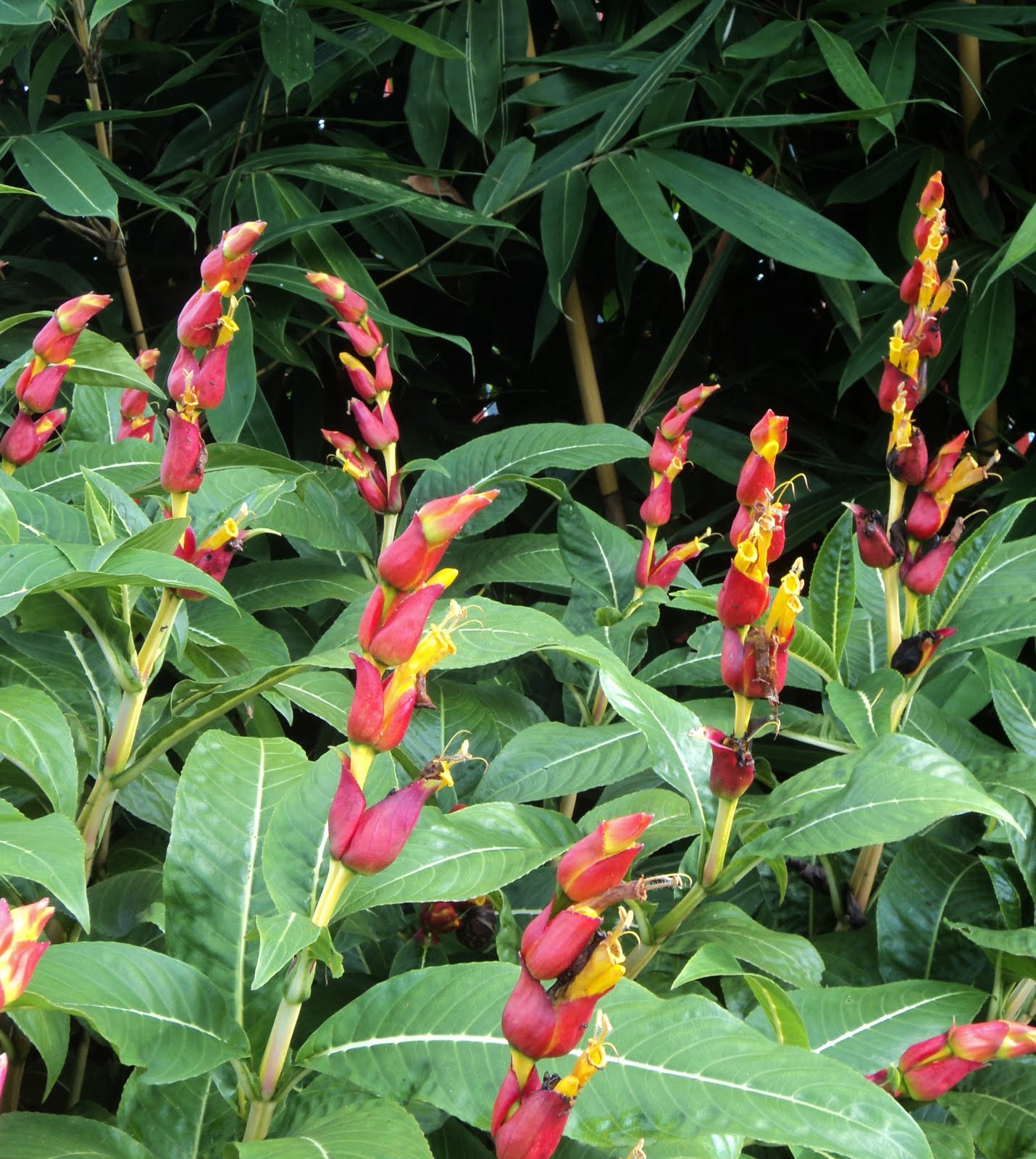 Laman Kambatik Plants list (3rd ed.): Sanchezia speciosa