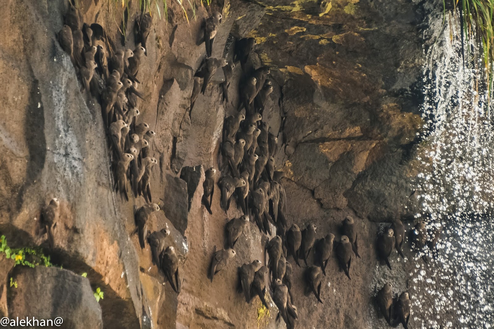 Pájaros, Pajarracos: Vencejo de cascada (Cypseloides senex / Great ...
