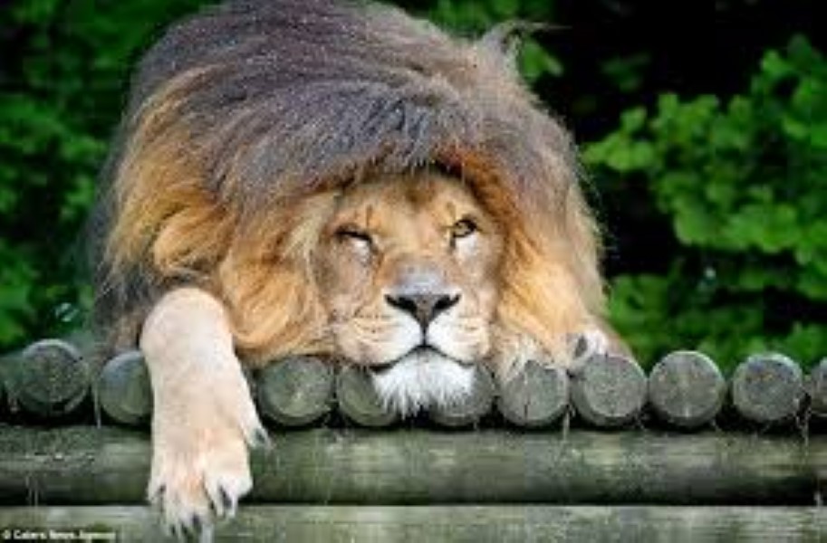 10 Gaya Rambut Unik Binatang | Bing Trend