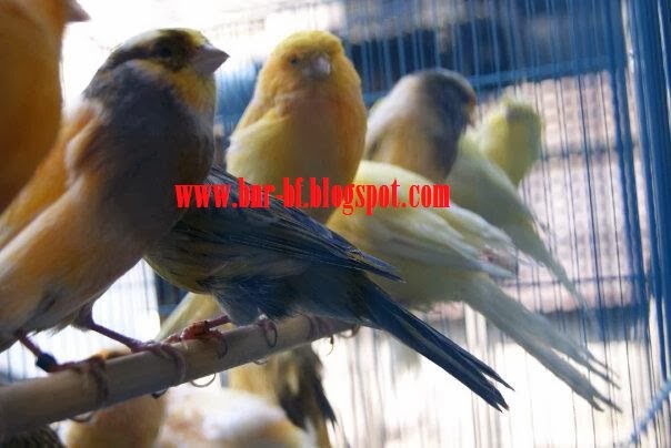 BnR Bird Farm: galeri poto yorkshire impor