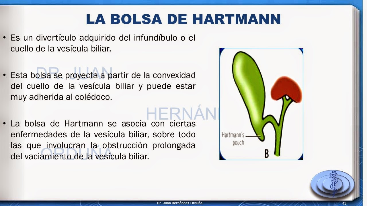 DR. JUAN HERNÁNDEZ ORDUÑA. : Anatomía quirurgica de vias biliares ...