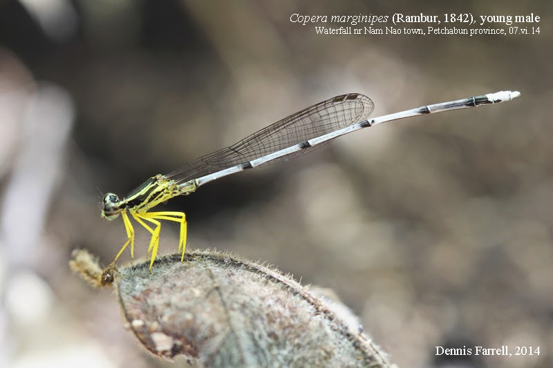 Dragonflies & damselflies of Thailand: 60. Copera marginipes (Rambur, 1842)