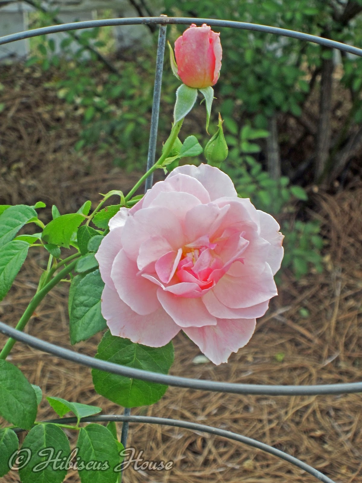 Hibiscus House: Strawberry Hill a David Austin Rose