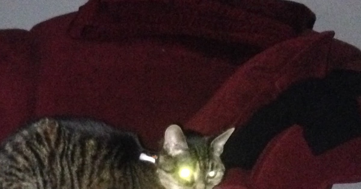 Exclusively Cats Veterinary Hospital Blog: Esophagostomy tubes (E-tubes ...