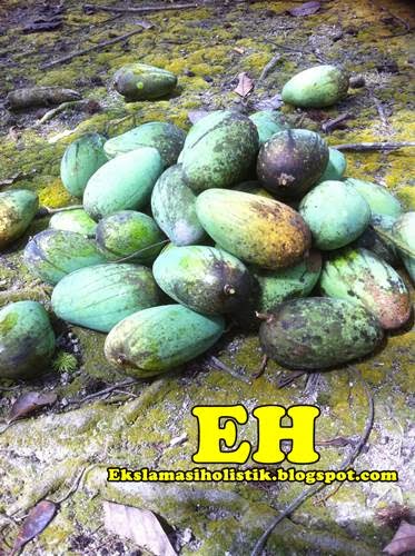 EH - Ekslamasi Holistik: Musim Buah Pelam Di Kampung Lubuk Sipat, Benut