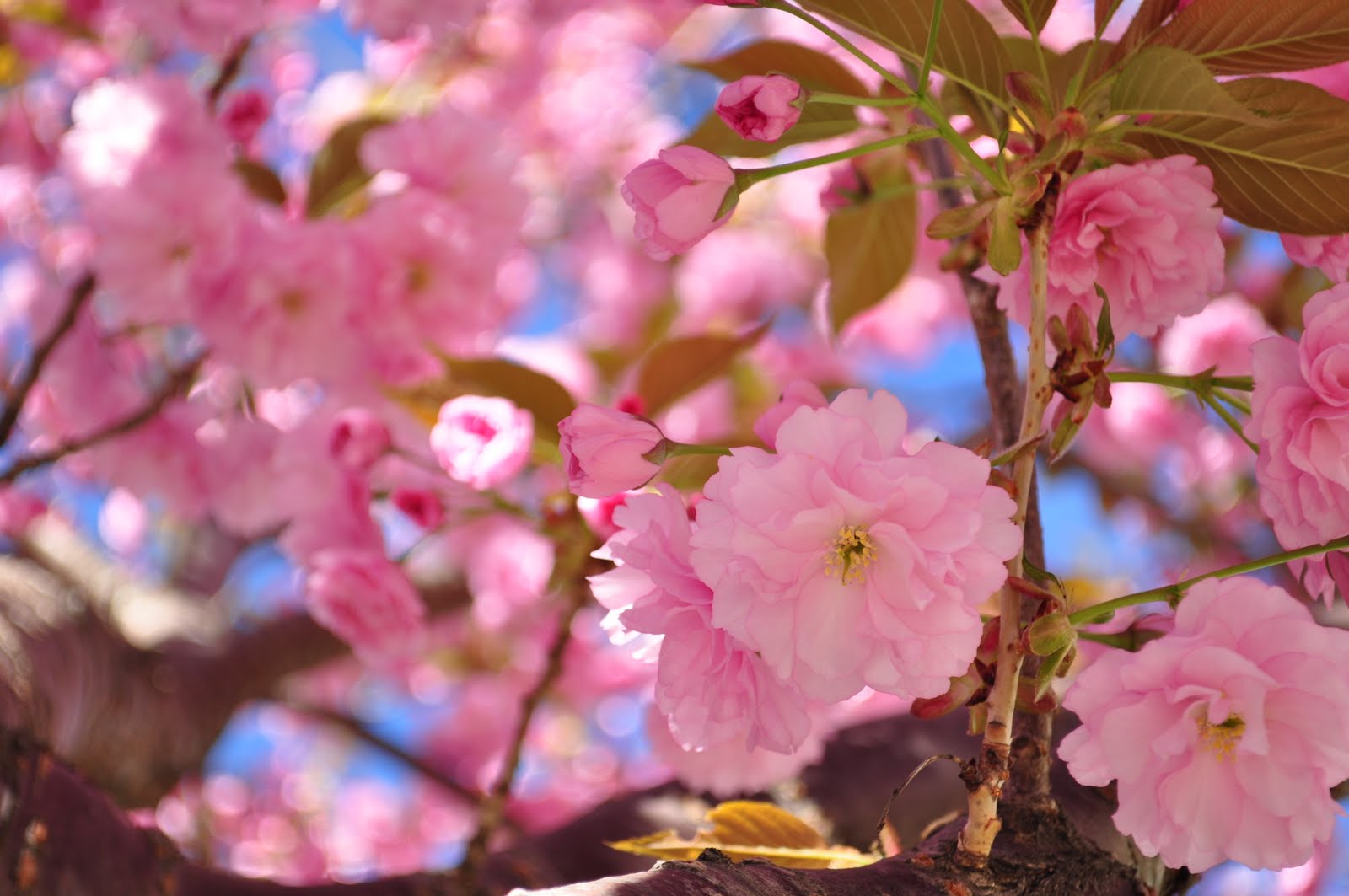 The Reversed View of Massachusetts: Yae-zakura
