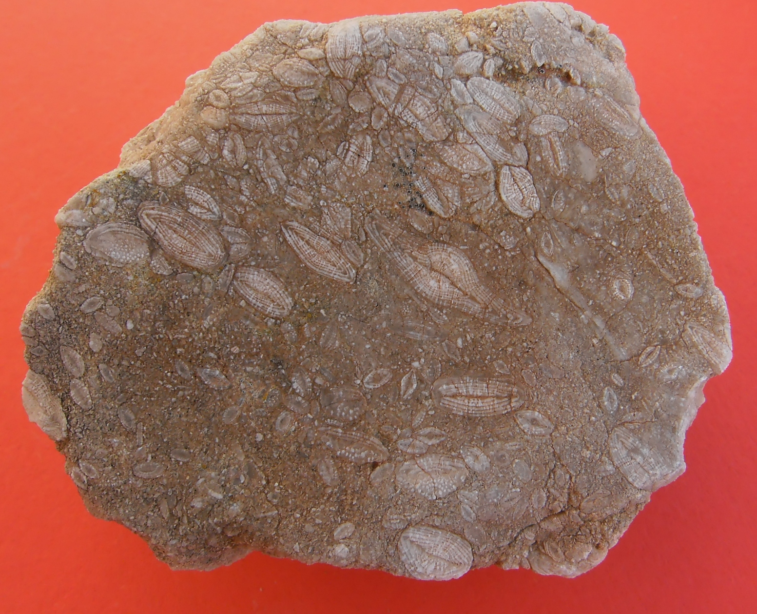 Fossils Pictures: Fossil Pictures : Foraminifera, Nummulites