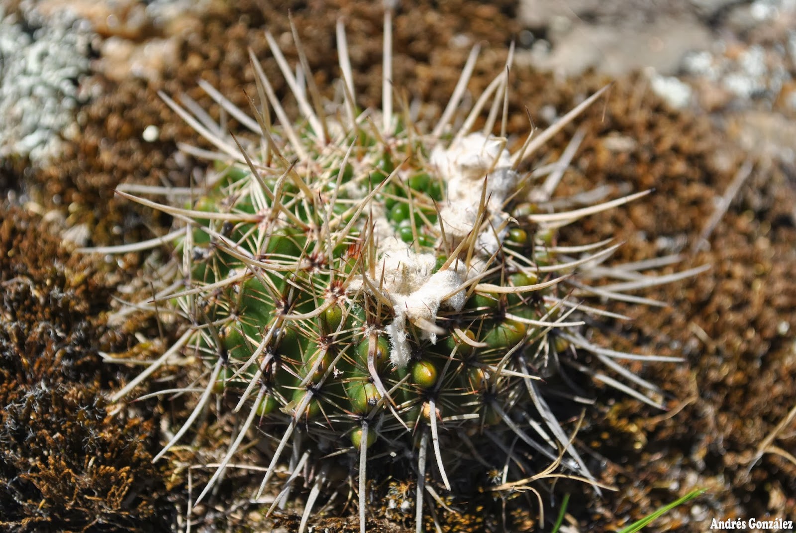 FOTOS DE FLORA NATIVA Y ADVENTICIAS DE URUGUAY : Parodia mammulosa ...