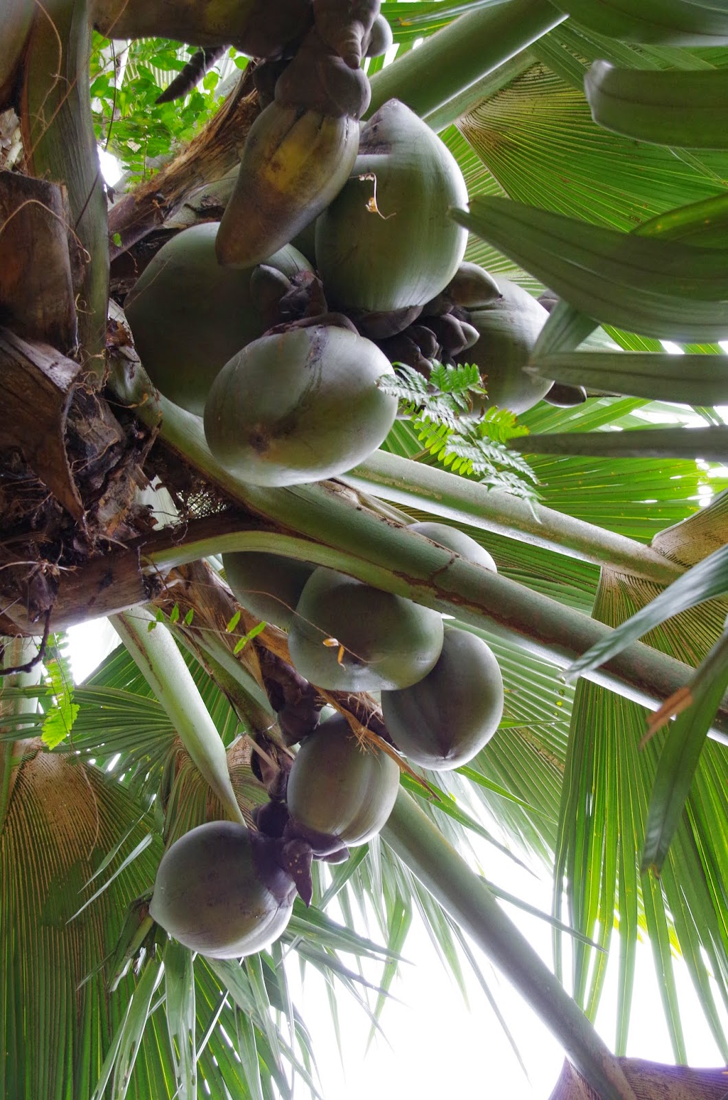 Trees and Plants: Double Coconut (Kelapa Laut)