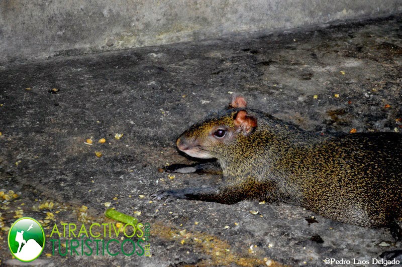 Cupte, roedor de la selva | Atractivos Turísticos del Perú