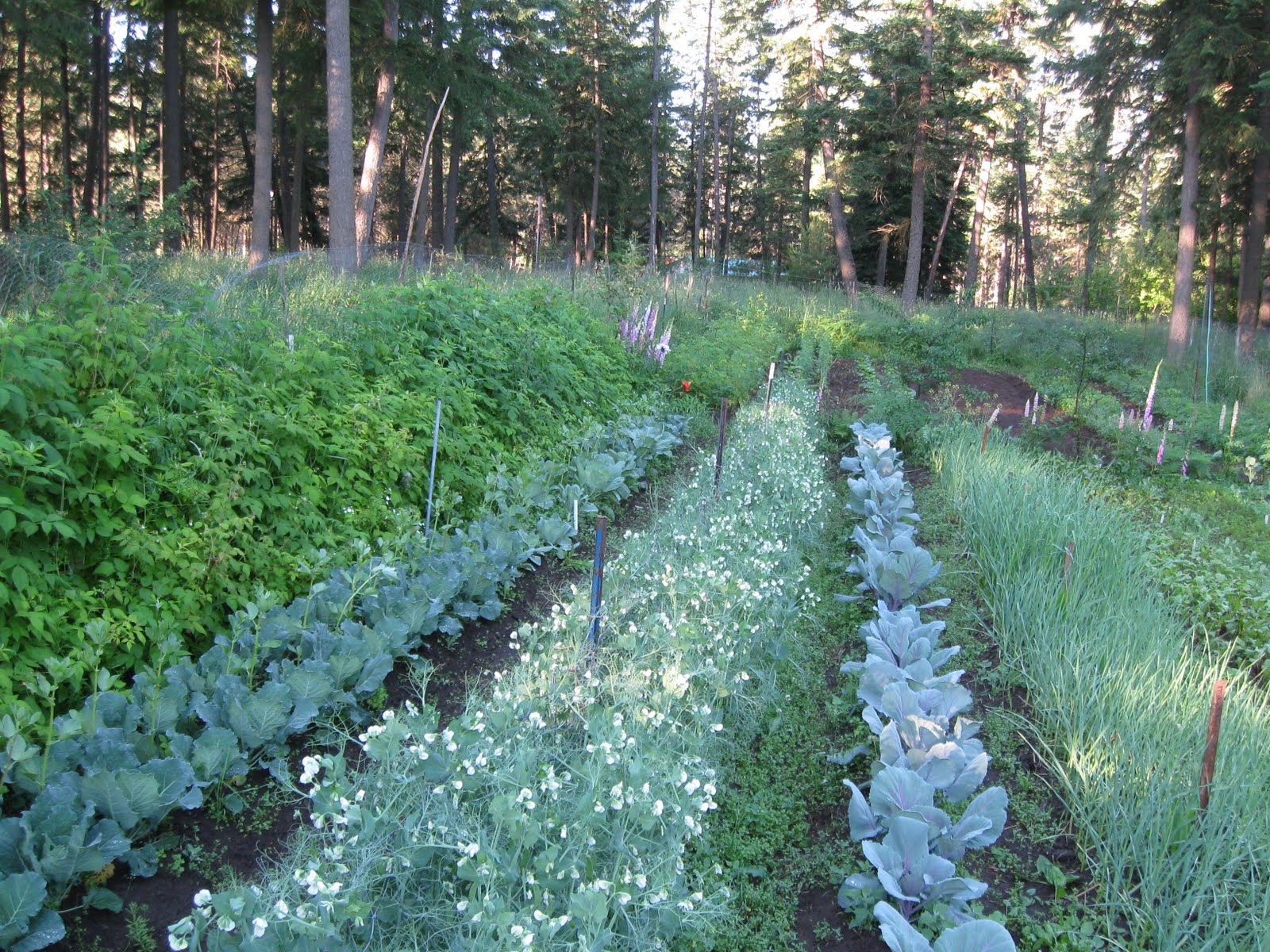 Our Subsistence Pattern: In the Garden & Woods