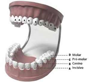 Dentista online: Descrevendo o Dente