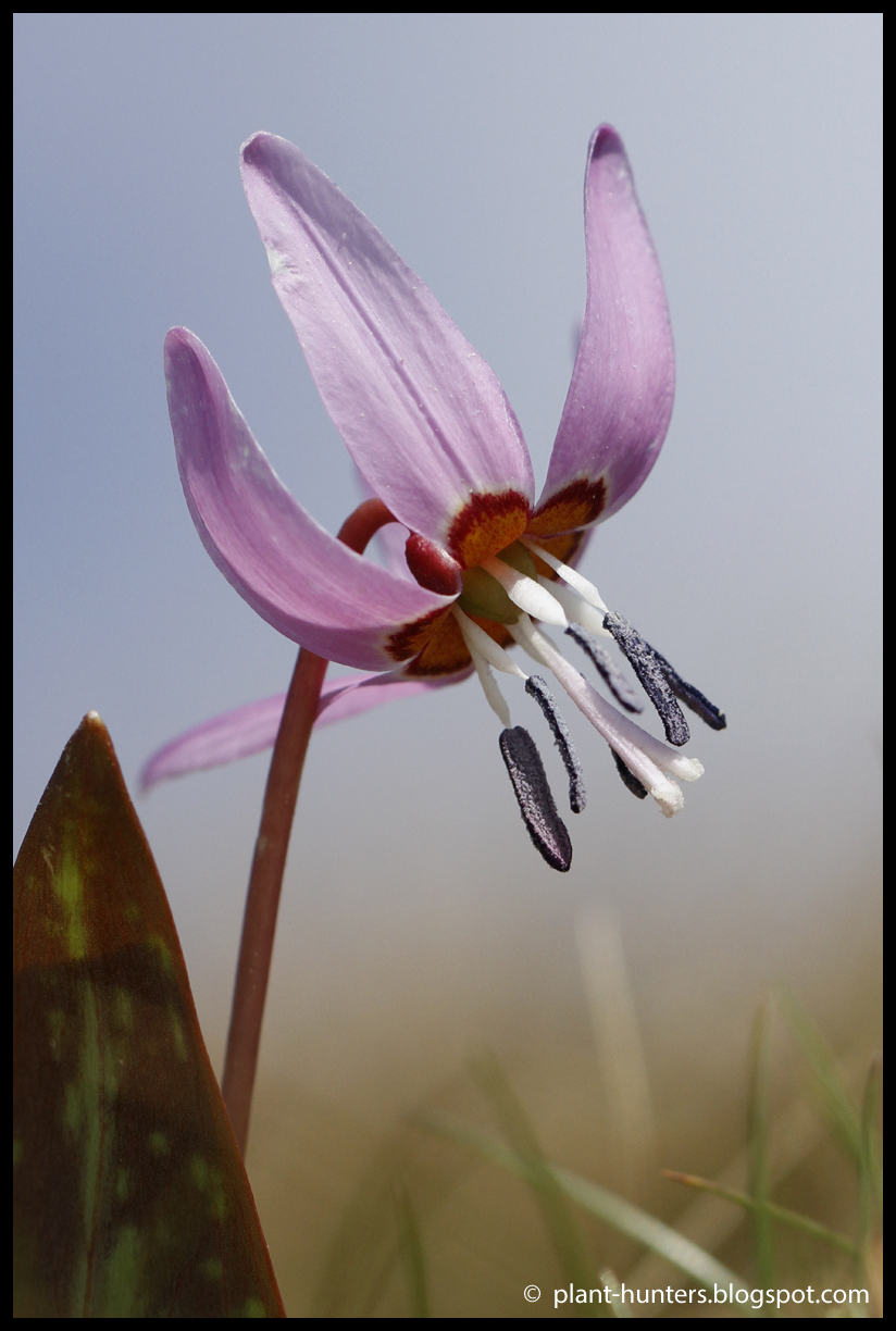 Plant Hunters: Erythronium dens-canis