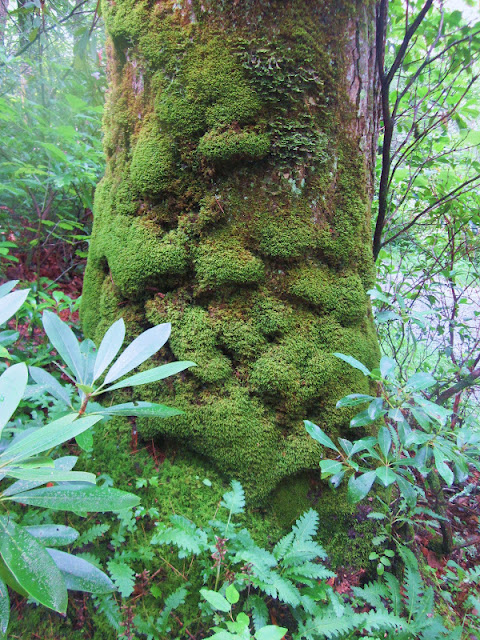 Smoky Scout's Hiking Adventures: Saturday In The Park