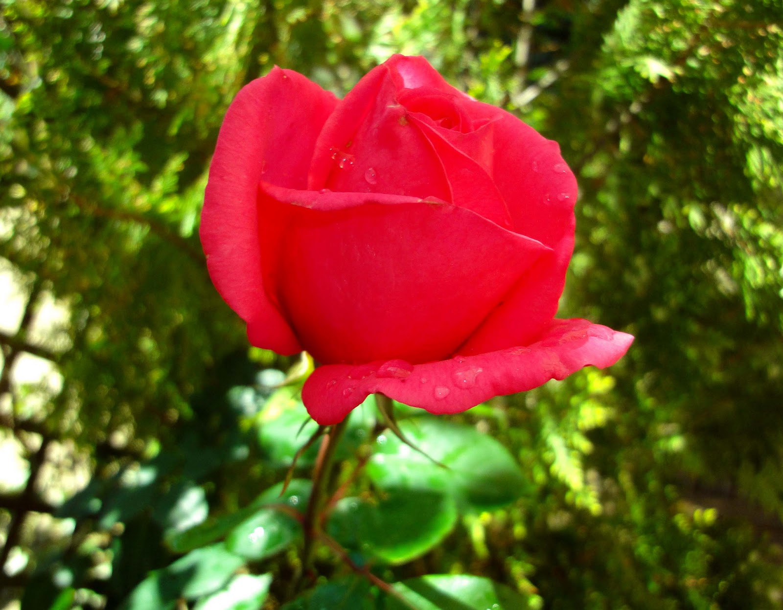 El Sello Verde: Rosa, rosae, rosa