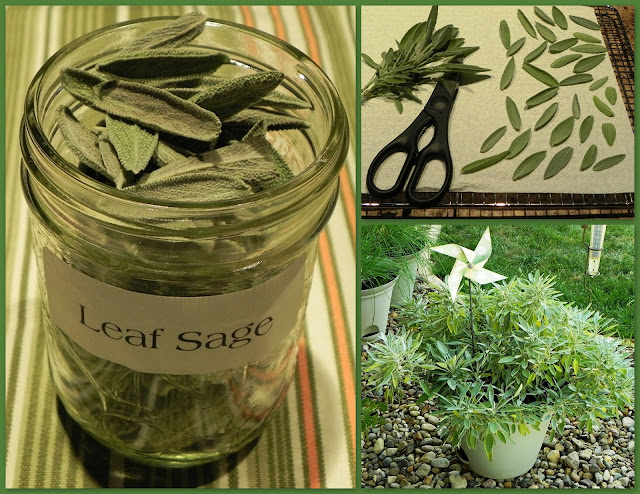 The Iowa Housewife: Drying Sage at Home