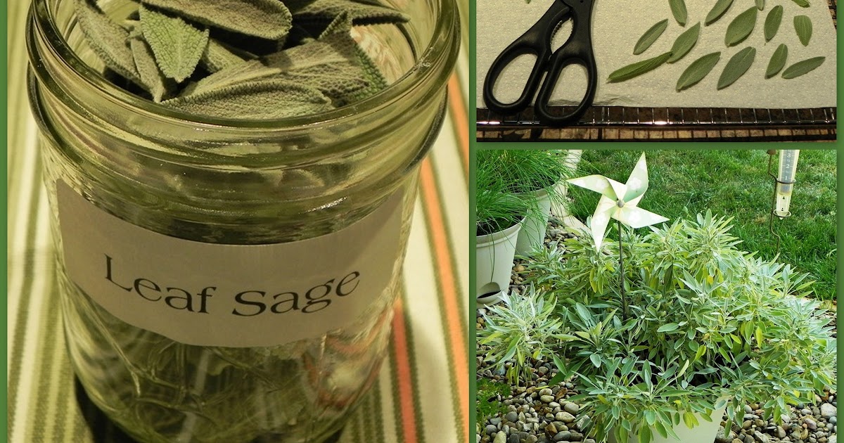 The Iowa Housewife: Drying Sage at Home