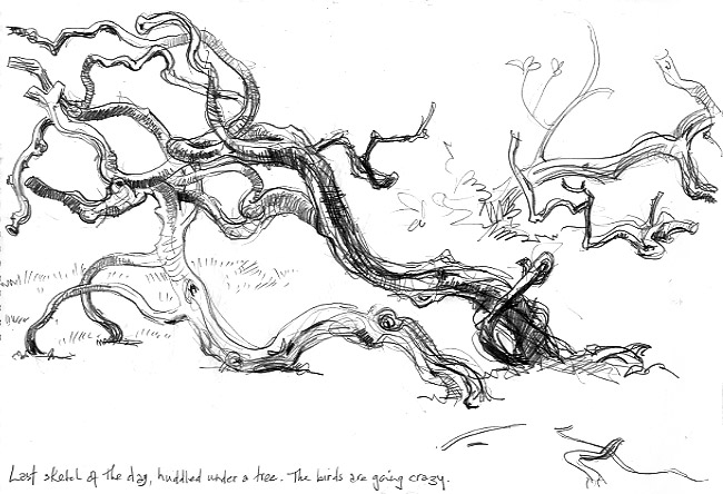 Twisting Tree Drawing