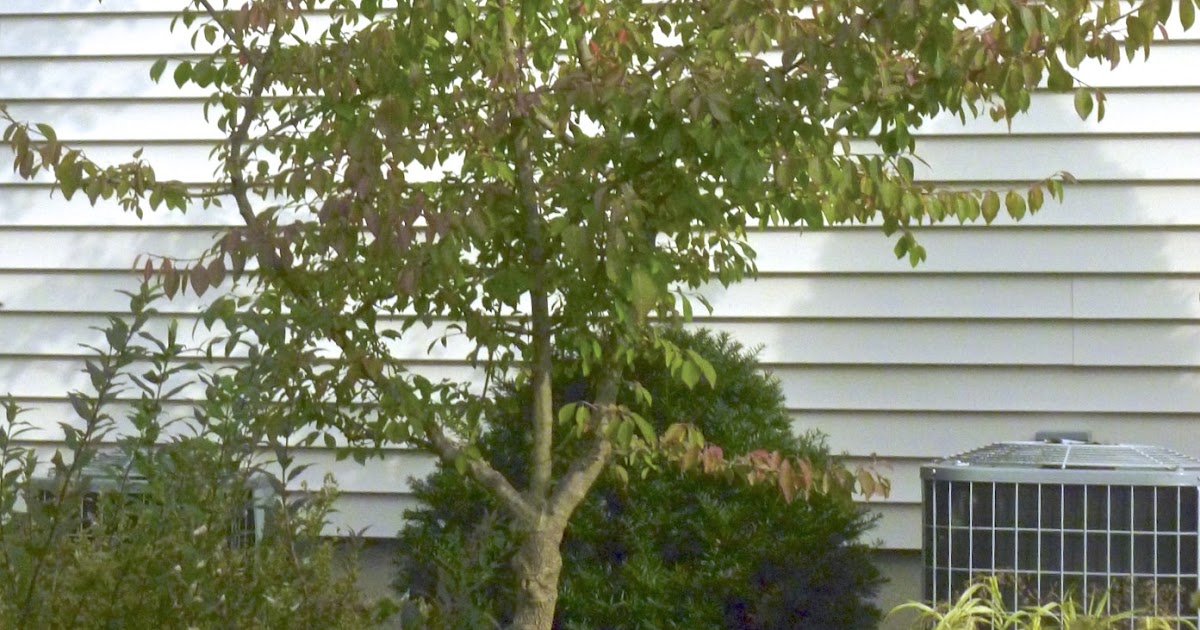 Plant Inventory at 20 Timothy : Taxus x media brownii / Yew